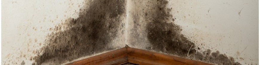 Vendita prodotti: Soluzioni per la muffa su STEACOM S.r.l. | Ingrosso e ...